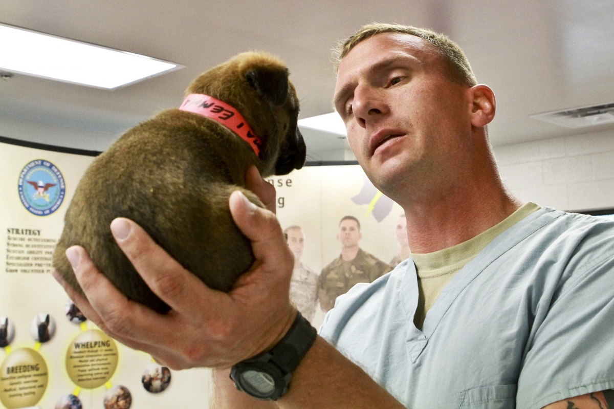 broodfokkers Archieven - Gedragsadvies en -begeleiding voor honden ...